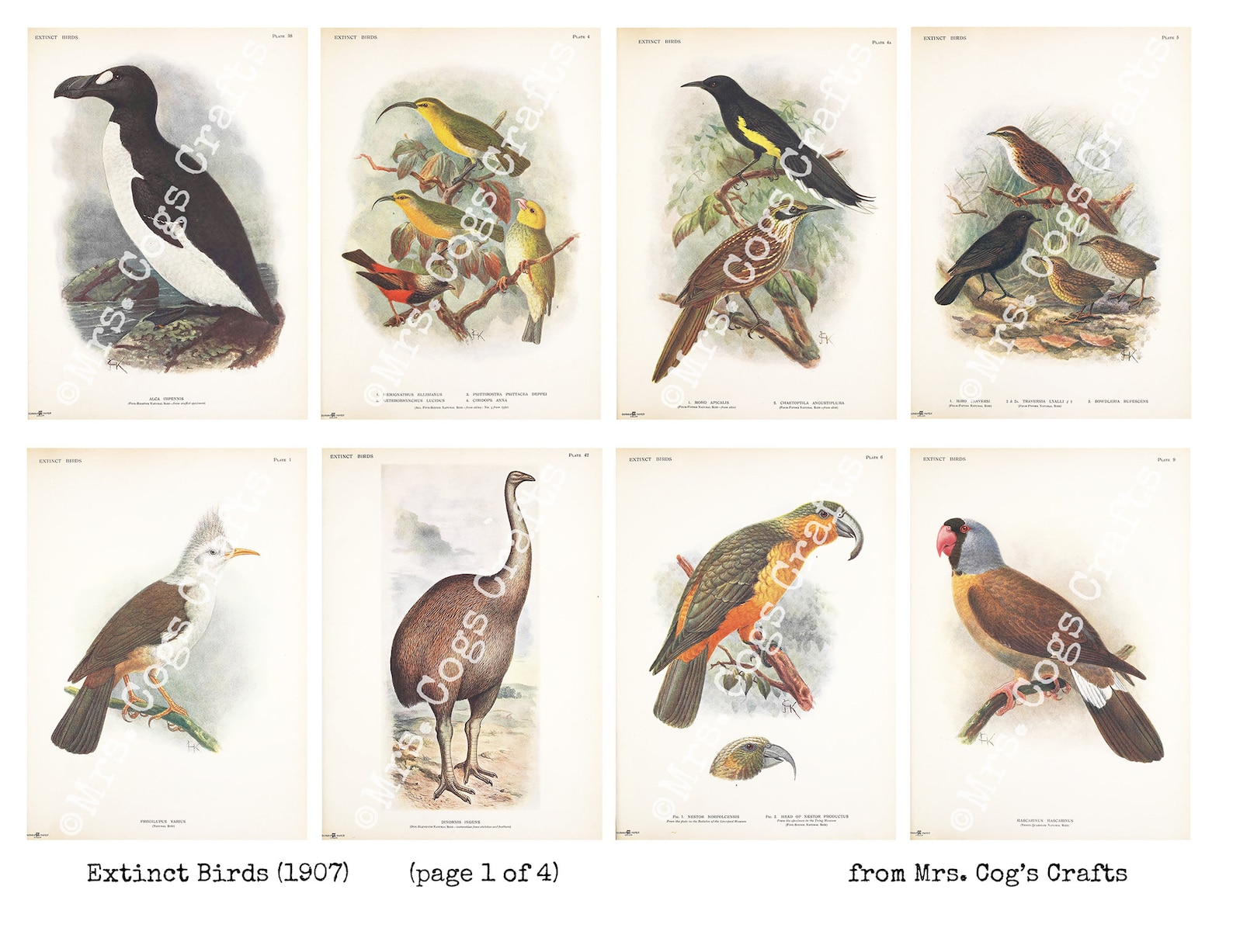 Extinct Birds Printable Images Ephemera Classics Digital - Etsy