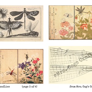 Dragonflies - Printable Images, Ephemera Classics, Digital Images ...