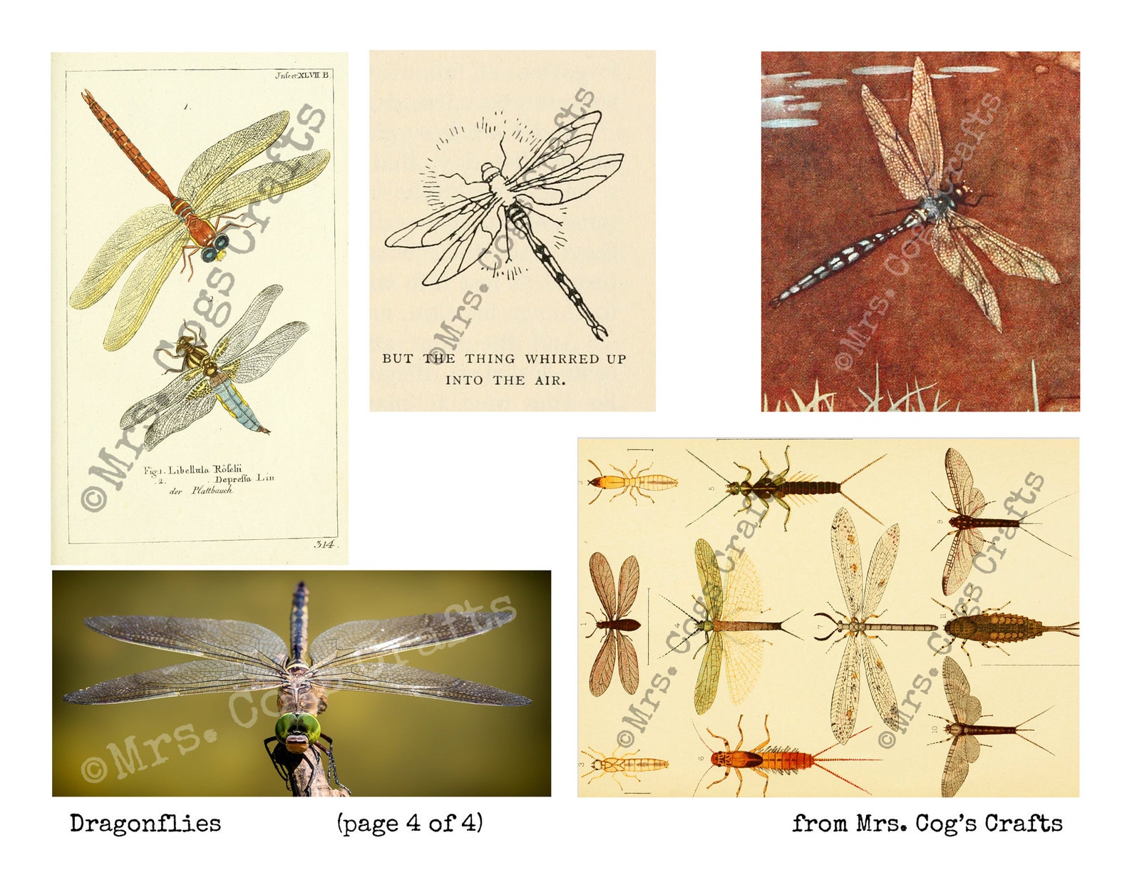 Dragonflies Printable Images Ephemera Classics Digital | Etsy