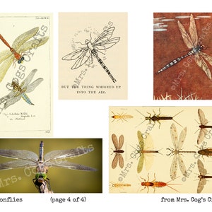 Dragonflies - Printable Images, Ephemera Classics, Digital Images ...