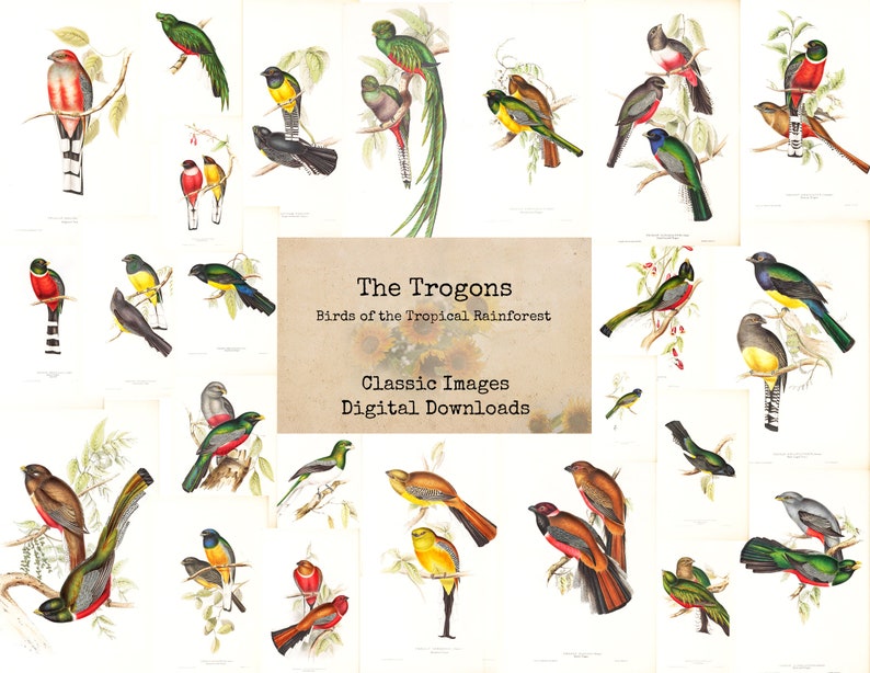 The Trogons - Birds of the Tropical Rainforest - Digital Ephemera ...