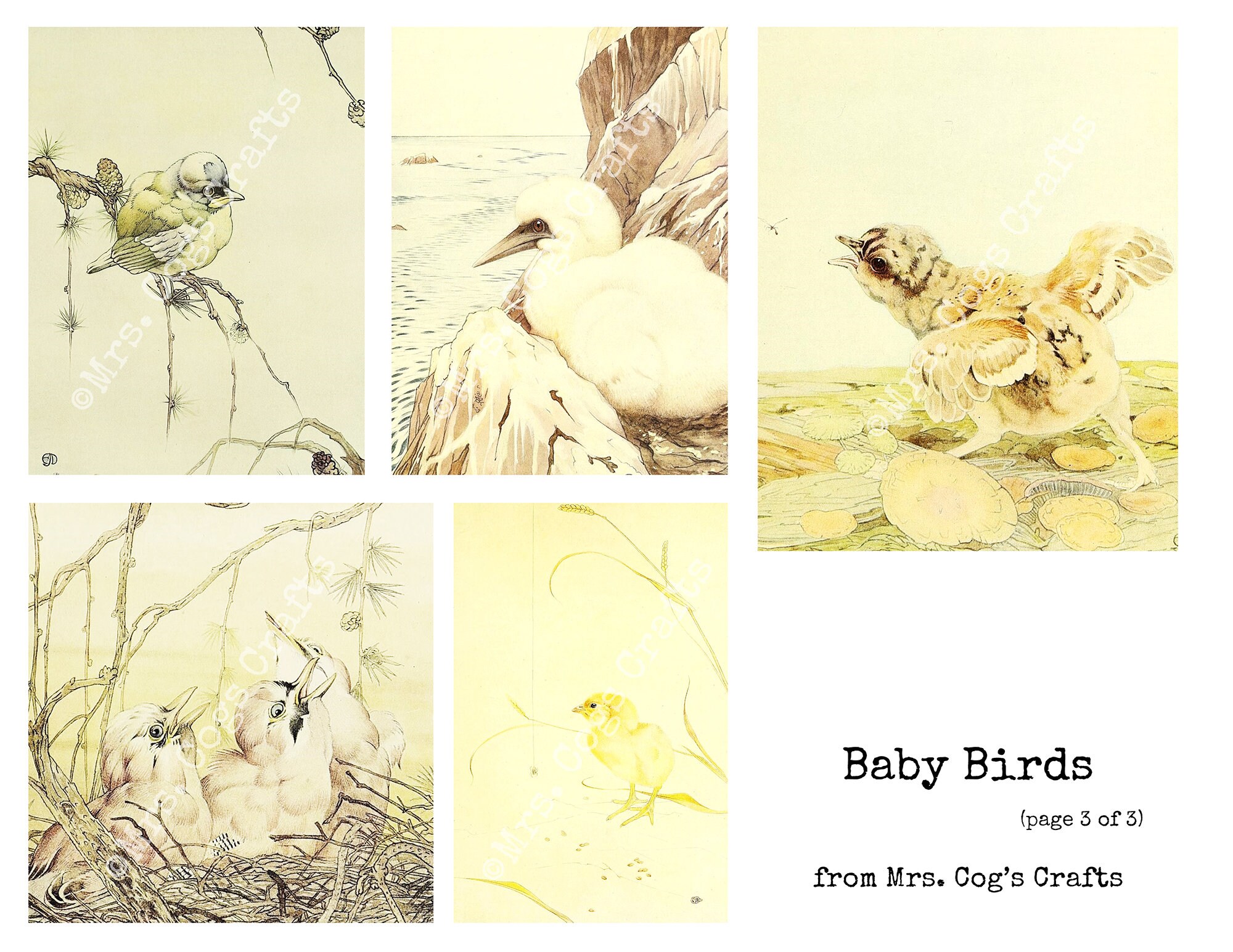 Baby Birds - Digital Ephemera, Printable Images, Vintage Art, Instant ...