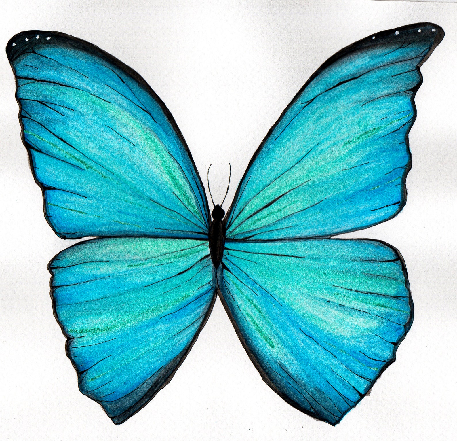 Mariposa Azul Dibujo - vrogue.co