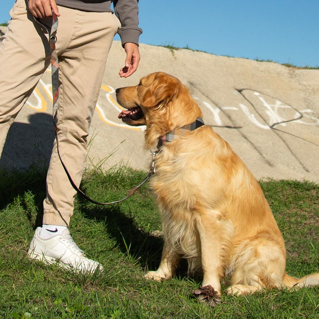 Greyhound Martingale, Buckle Dog Collar or Optional Matching Leash ...