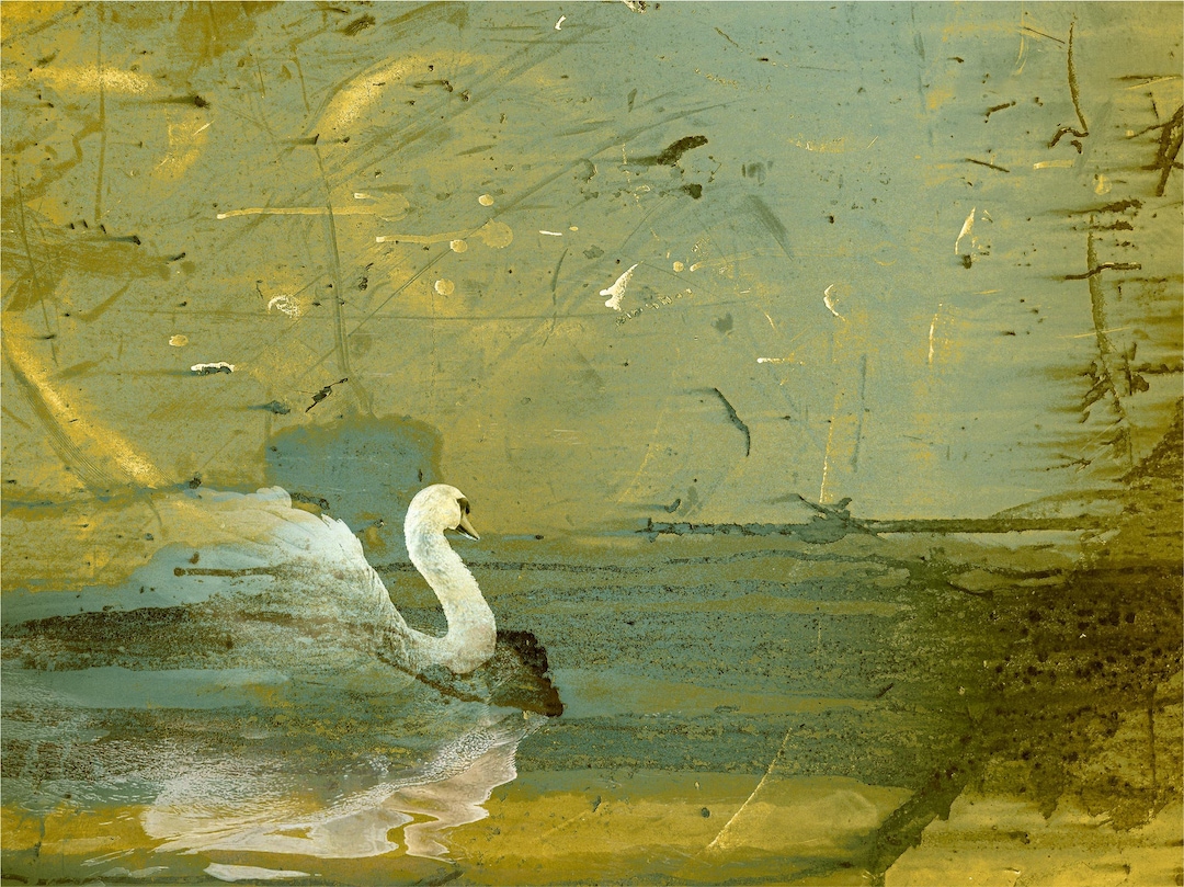 Swan on the Avon, River, Swan, Nature Print, Elegant Interiors - Etsy