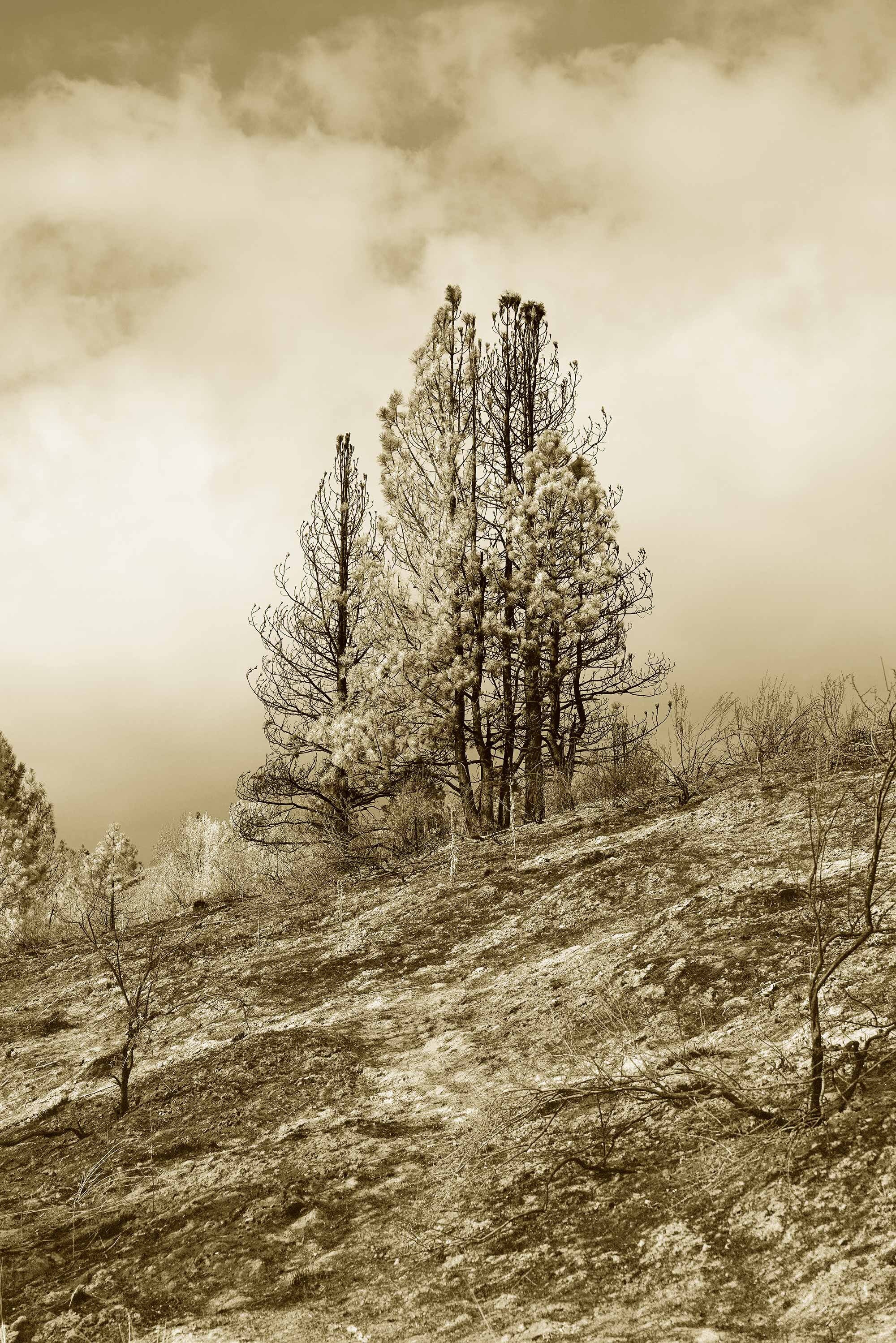 Pine Ridge, limited edition fine art print, sepia duotone, nature ...