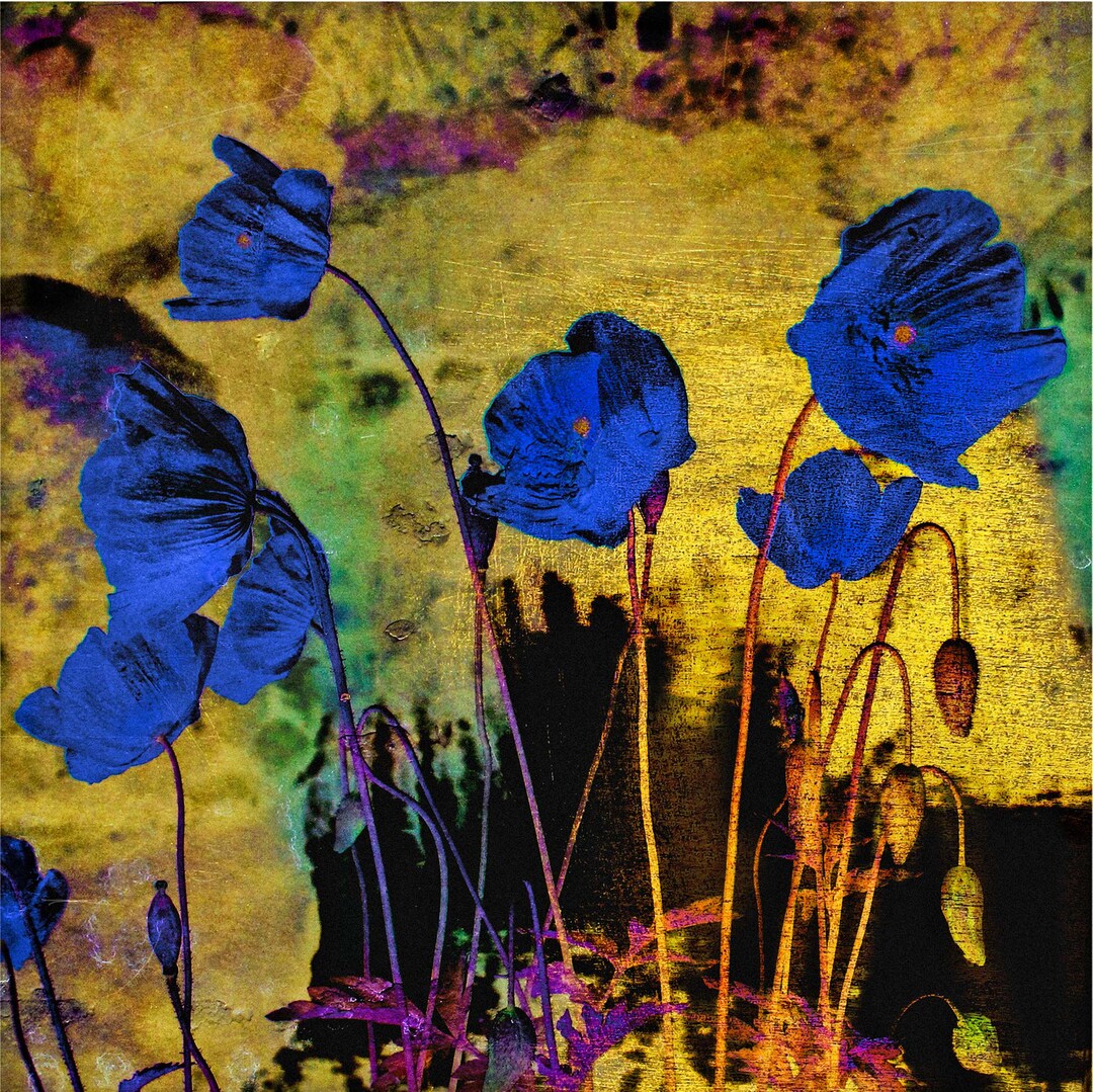 Blue Poppies for Redon, Limited Edition Fine Art Print - Etsy