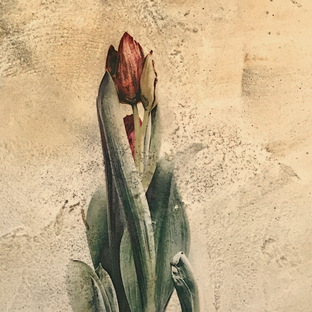Spring Tulip on Venetian Plaster, Mixed Media Botanical Art for the ...