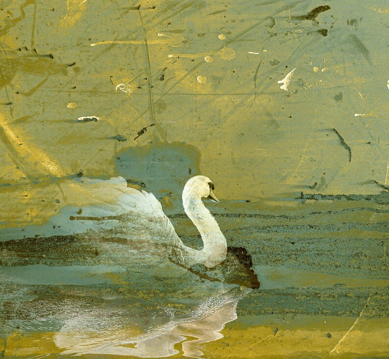 Swan on the Avon, River, Swan, Nature Print, Elegant Interiors - Etsy