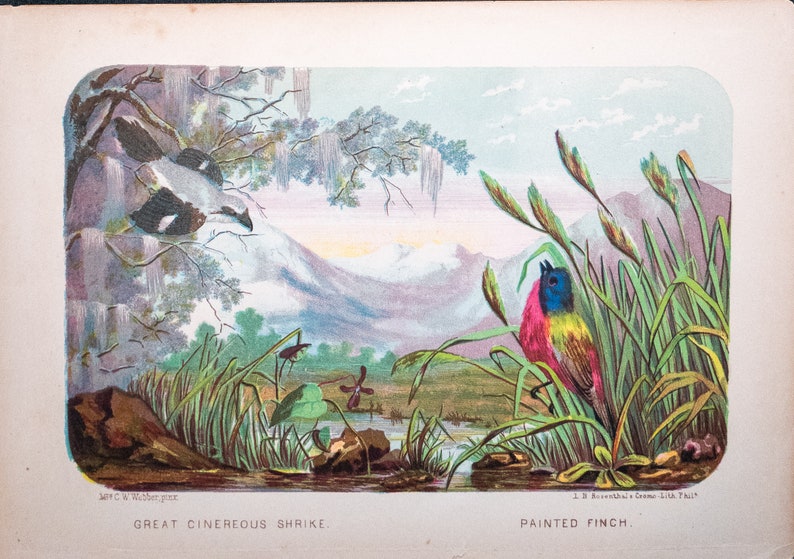 Two C. W. Webber Bird Prints (circa 1855) American Song Thrushes ...