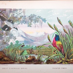 Two C. W. Webber Bird Prints (circa 1855) American Song Thrushes ...