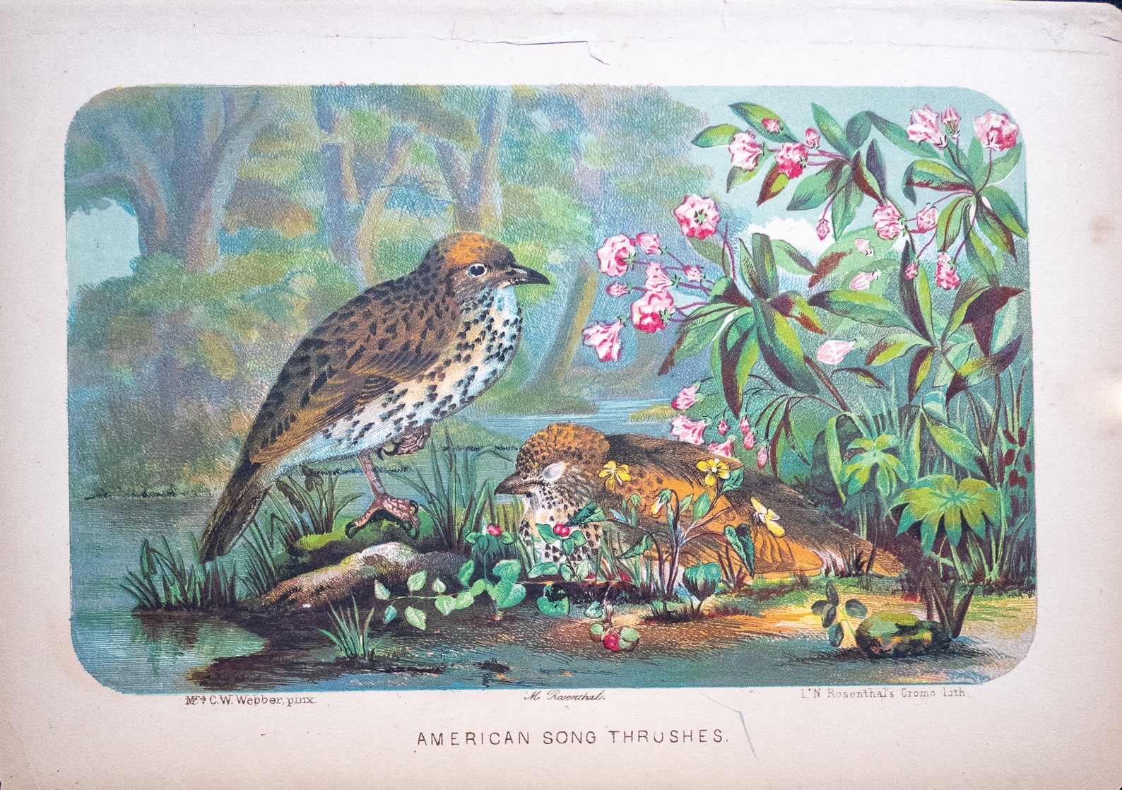 Two C. W. Webber Bird Prints circa 1855 American Song - Etsy