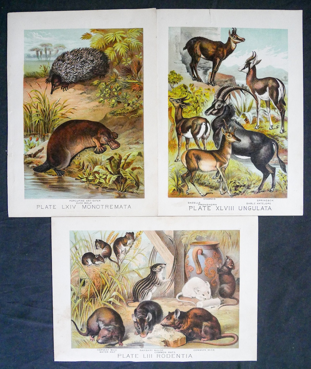 Vintage Color Lithographic Prints of Animals From Mammalia (c.1880s) by ...