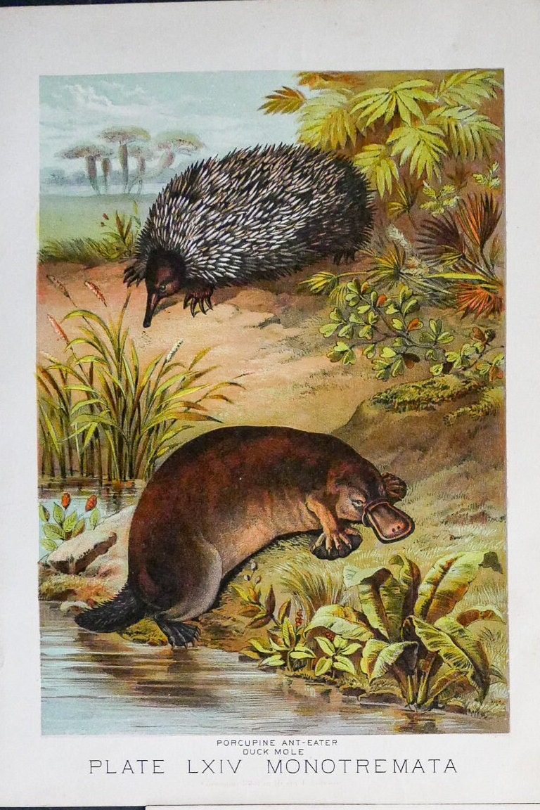 Vintage Color Lithographic Prints of Animals From Mammalia (c.1880s) by ...