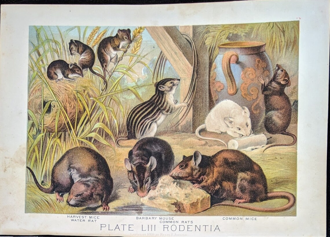 Vintage Color Lithographic Prints of Animals From Mammalia (c.1880s) by ...