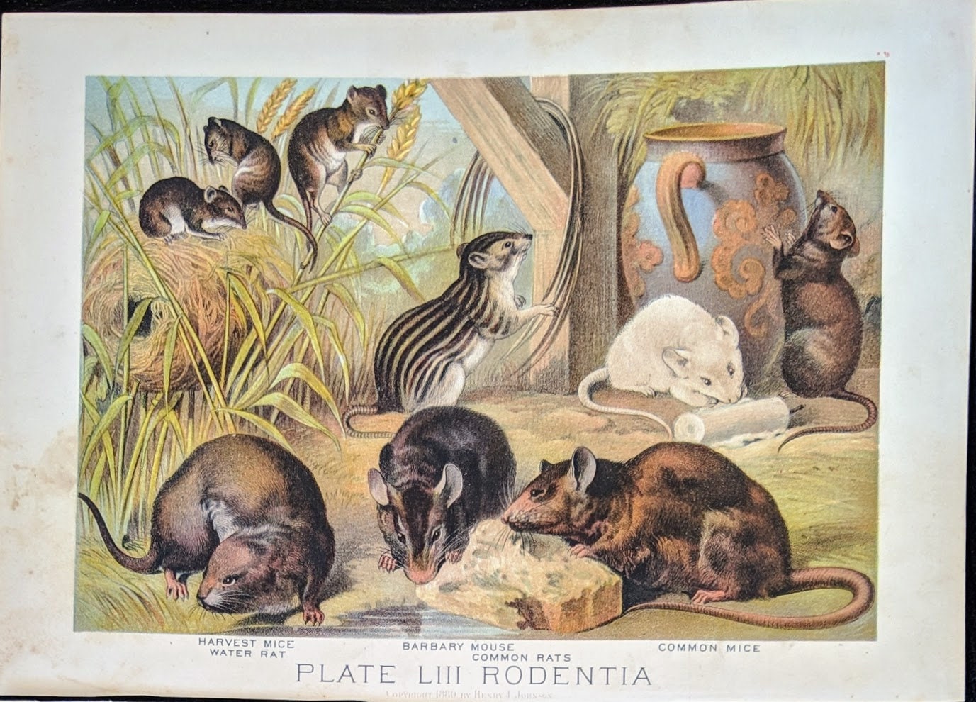 Vintage Color Lithographic Prints of Animals From Mammalia - Etsy