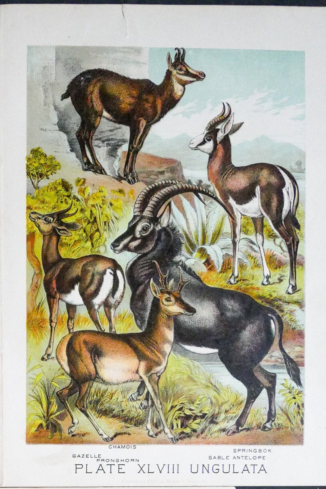 Vintage Color Lithographic Prints of Animals From Mammalia (c.1880s) by ...