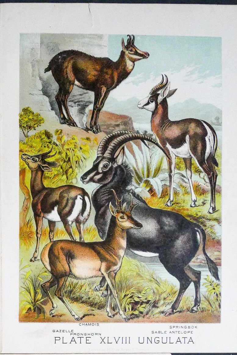 Vintage Color Lithographic Prints of Animals From Mammalia (c.1880s) by ...