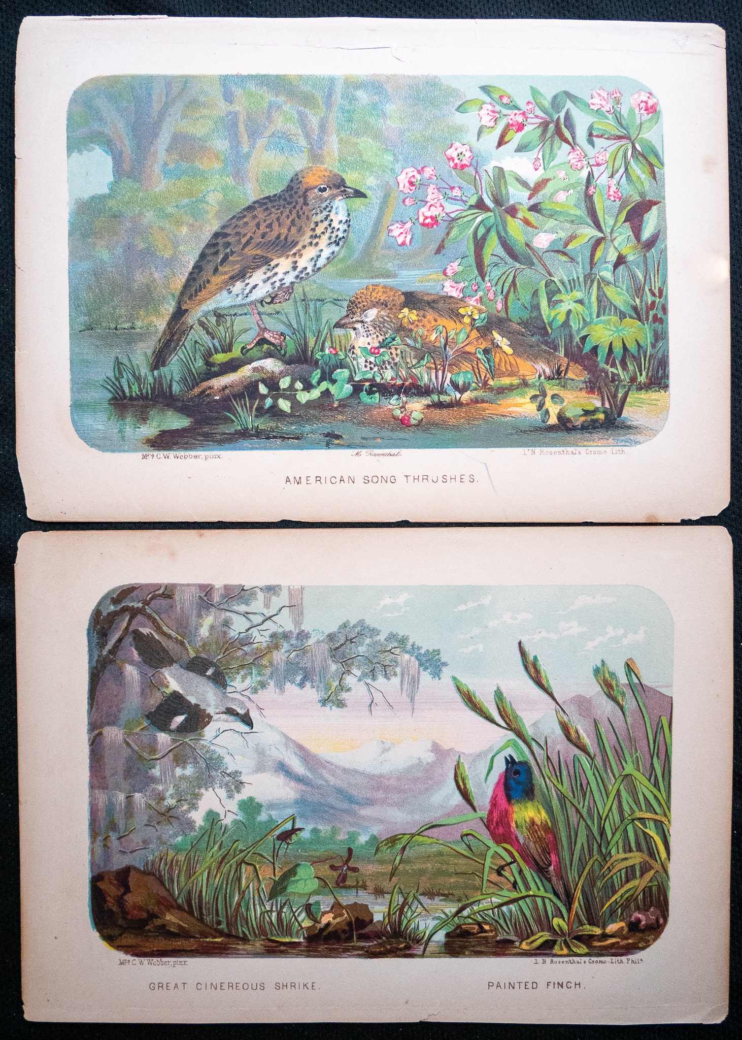 Two C. W. Webber Bird Prints (circa 1855) American Song Thrushes ...