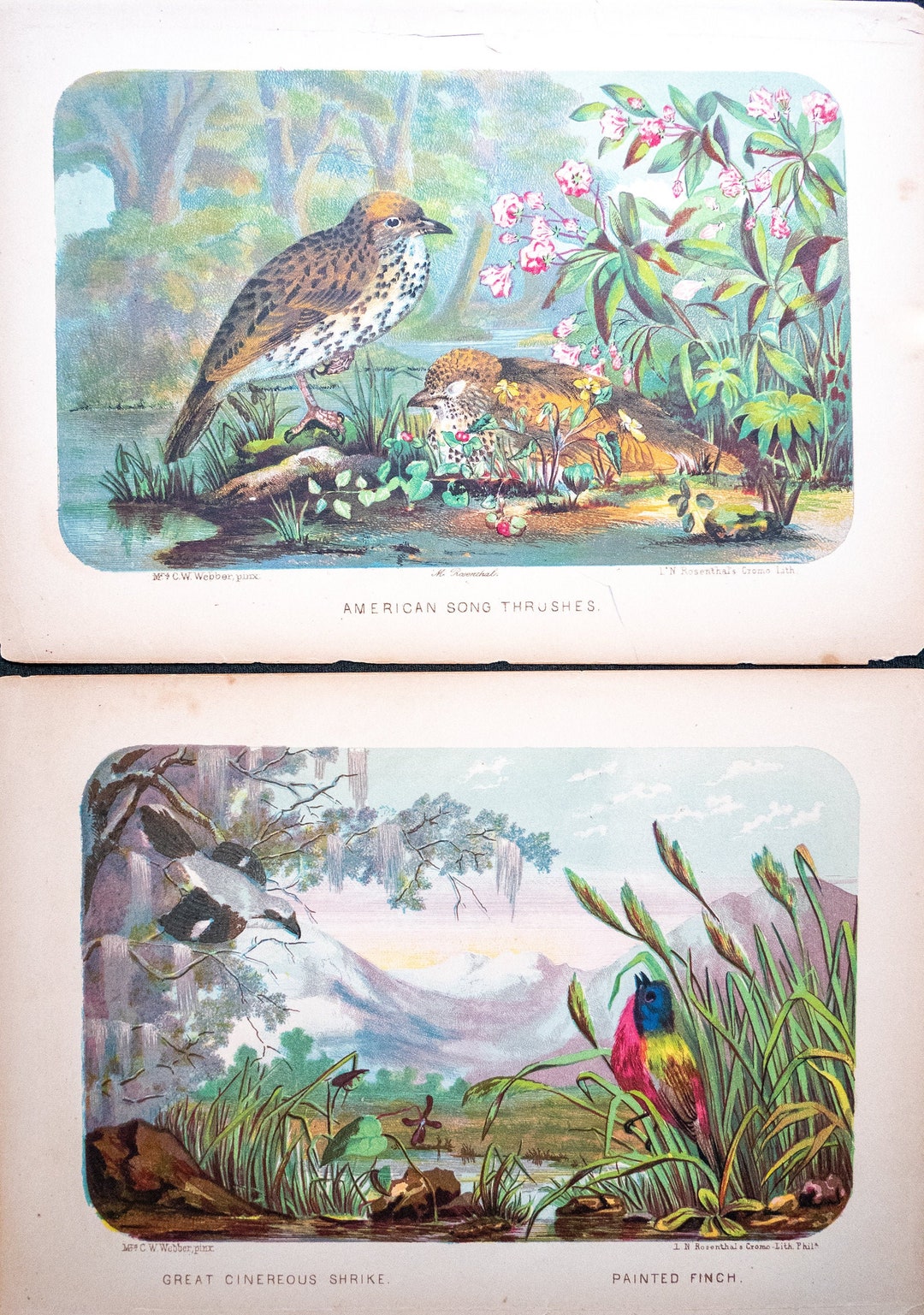 Two C. W. Webber Bird Prints (circa 1855) American Song Thrushes ...