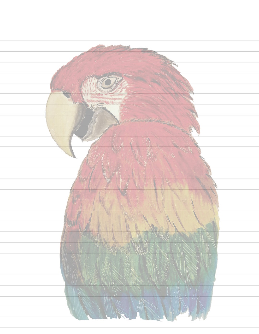 Macaw, Parrot, Bird, Letter Writing, Printable, Lined Paper, Letter ...