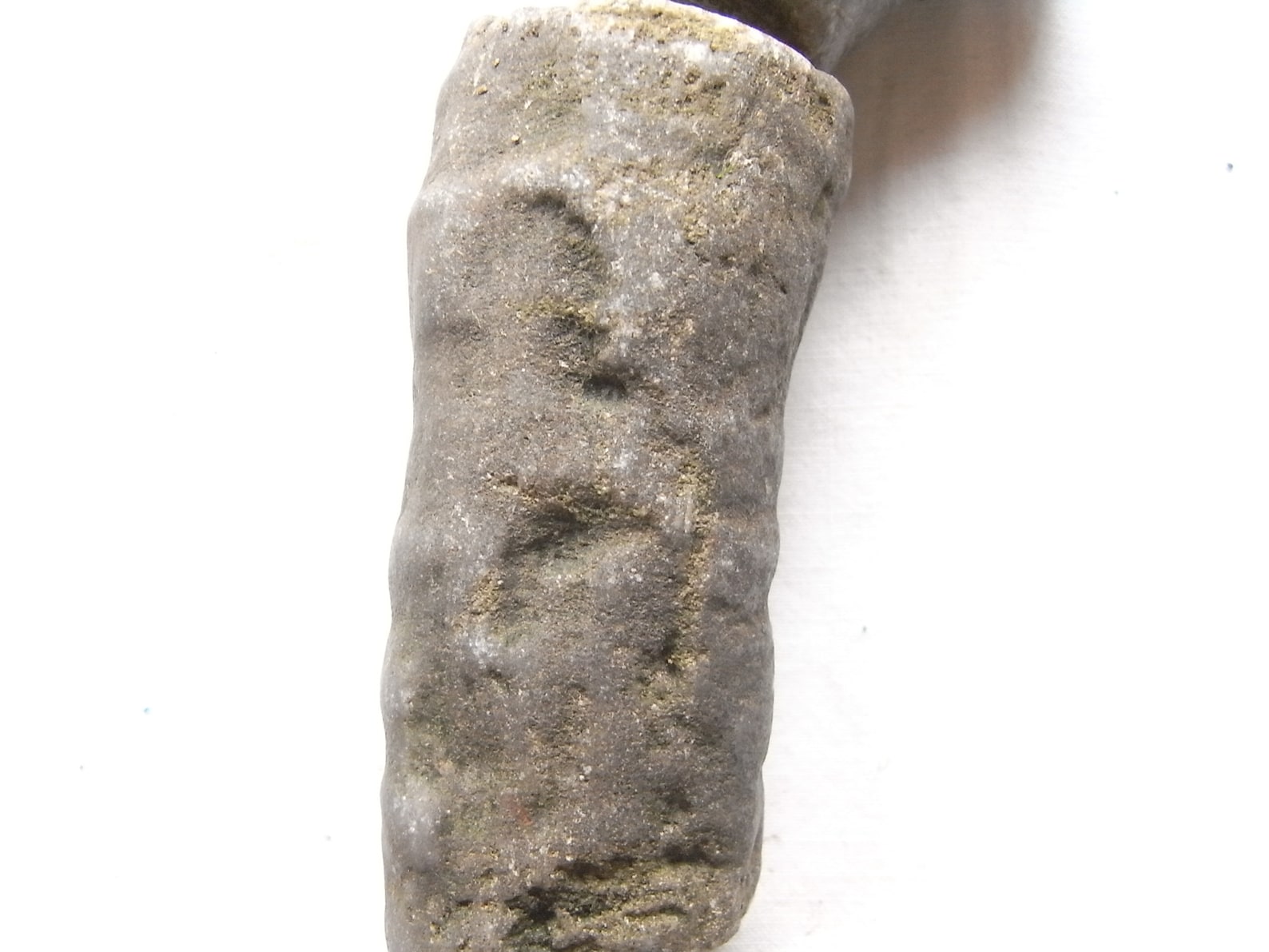 Fossil of Marine Worm Million Years Old A Microconchid - Etsy