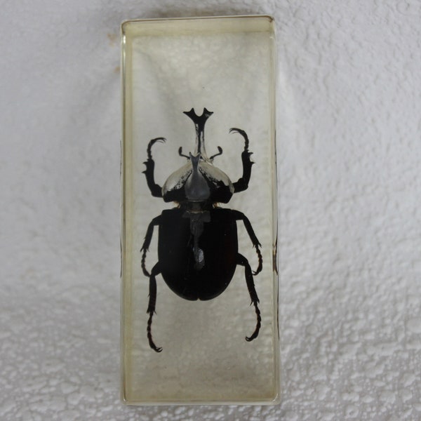 Beetle Specimens - Etsy