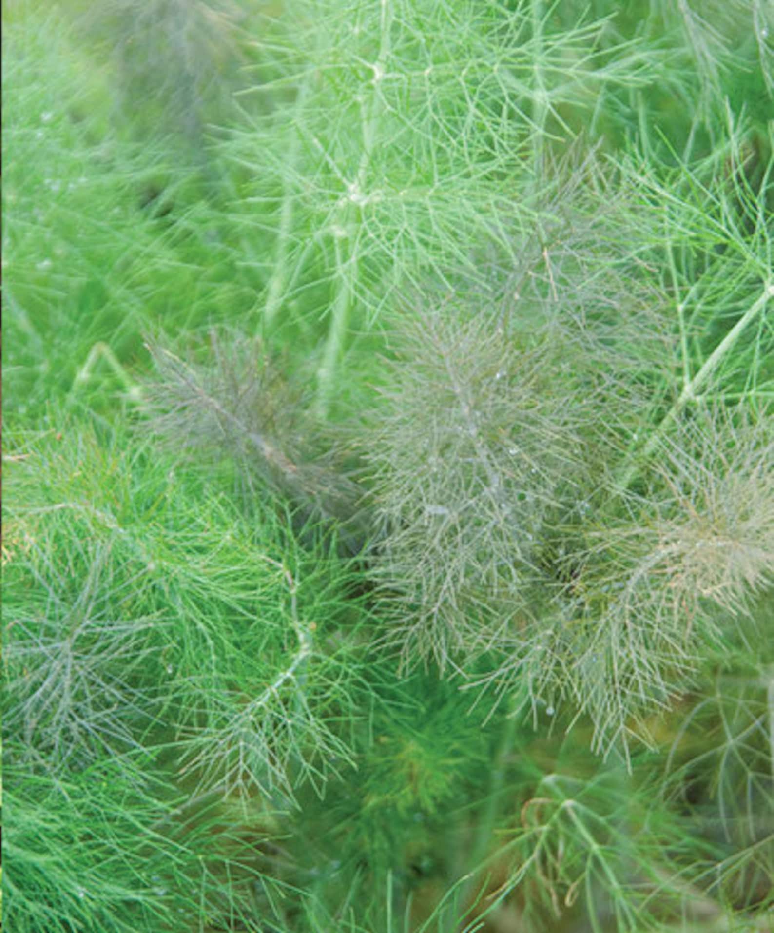 Leaf Fennel (foeniculum Vulgare) Organically Grown Seeds -- Excellent ...