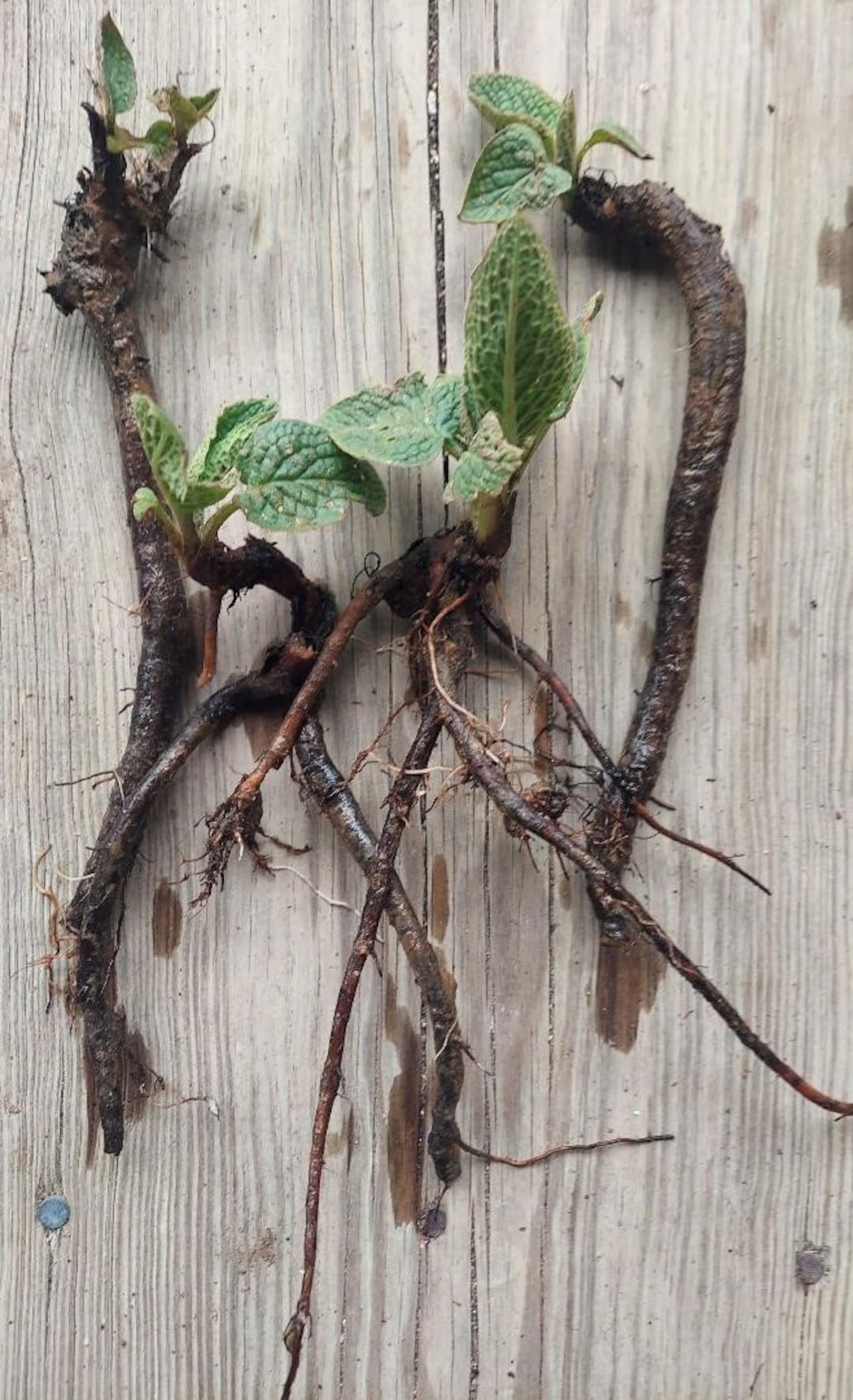 Young Comfrey symphytum Officinale Live Plants Bare Roots, Organically ...