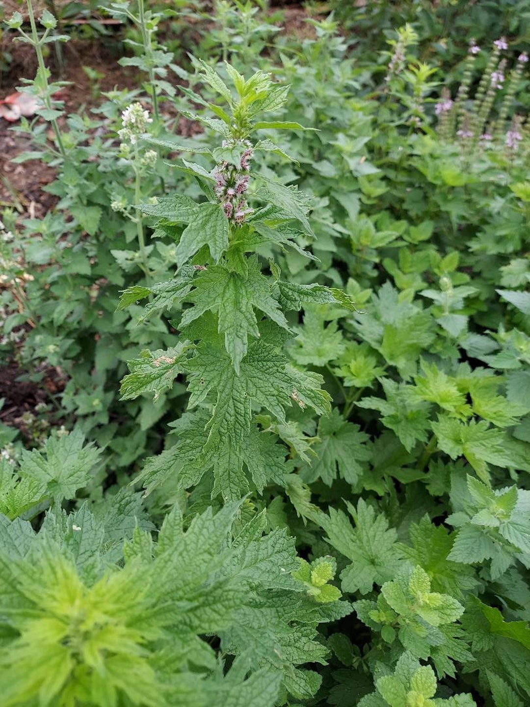 Motherwort (leonurus Cardiaca) Seeds, Qty From 50 to 1000, Organically ...