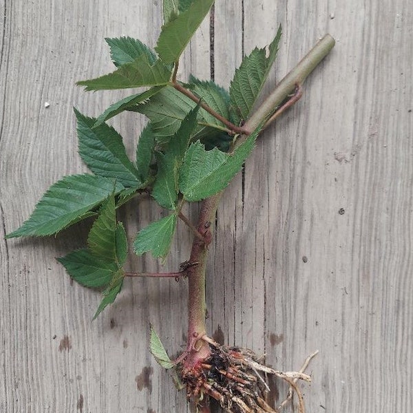 Thornless Blackberries - Etsy