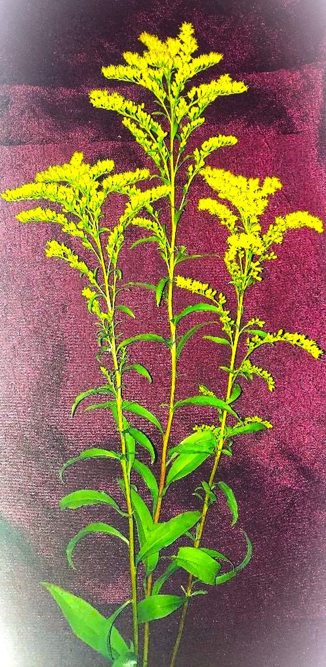Goldenrod (solidago Spp) Small Live Plant(s) Bare Roots, Organically ...