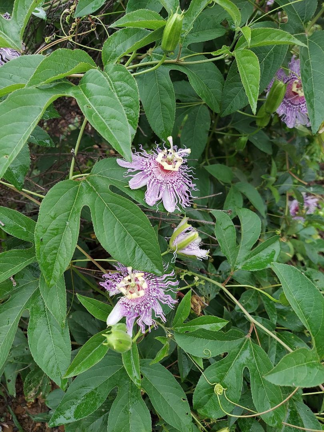 Passion Flower (passiflora Caerulea) SEEDS or ROOT Cuttings ...