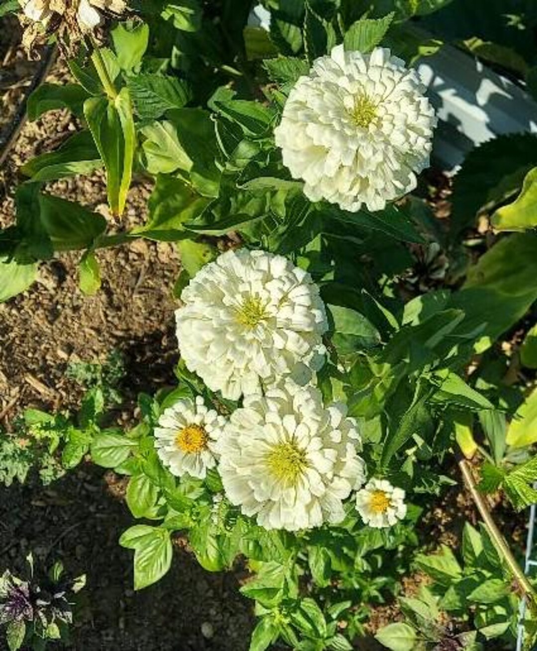 Zinnia: WHITE or MIXED COLORS, Flower Seeds - Etsy