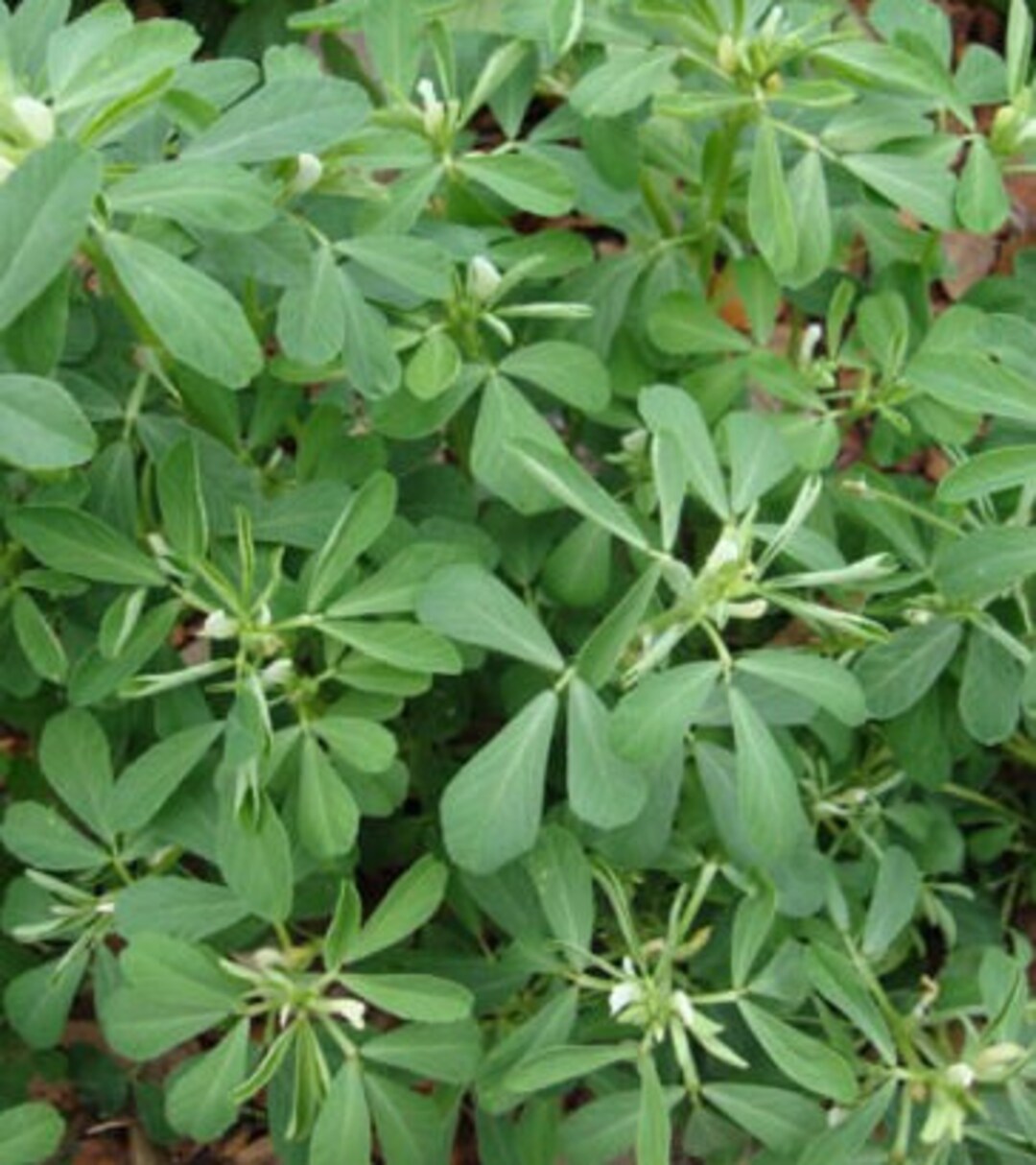Fenugreek (trigonella Foenum-graecum), Organically Grown Seeds - Etsy