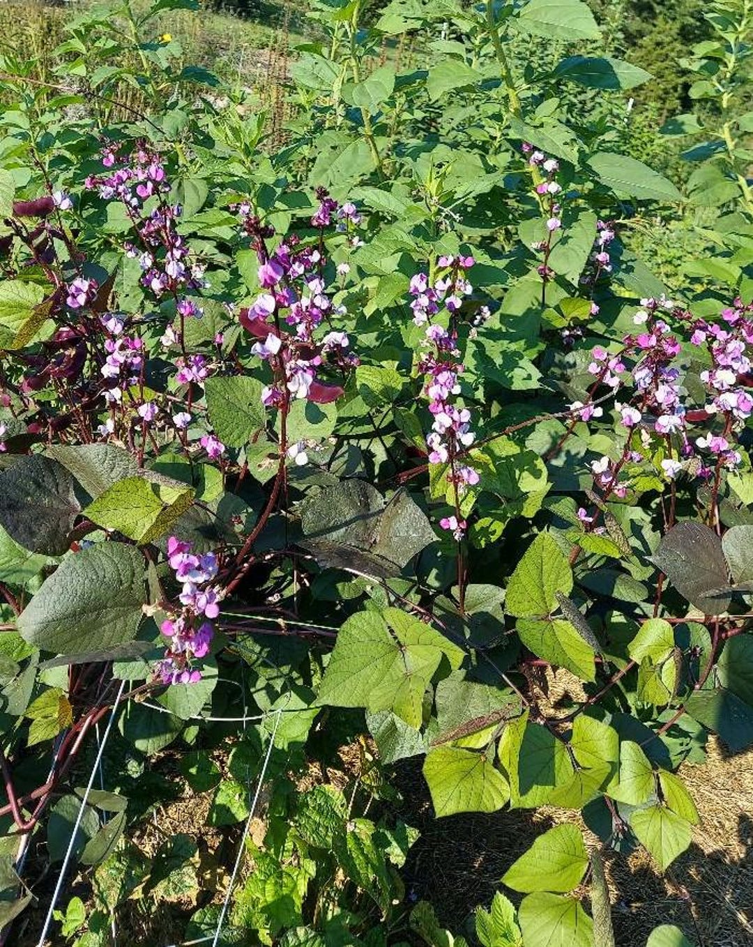 Hyacinth Bean Vine (lablab Purpureus) Seeds, Organically Grown - Etsy