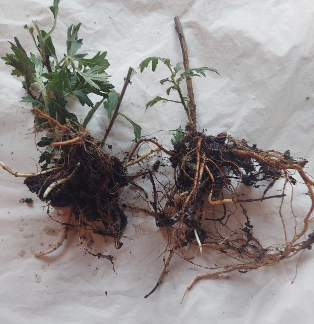 Mugwort (artemisia Vulgaris) Seedlings, Organically Grown, Bare Roots ...