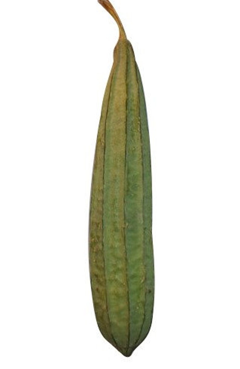 Luffa (luffa Cylindrica) Organic Seeds, Qty 25 -- Edible When Young and ...