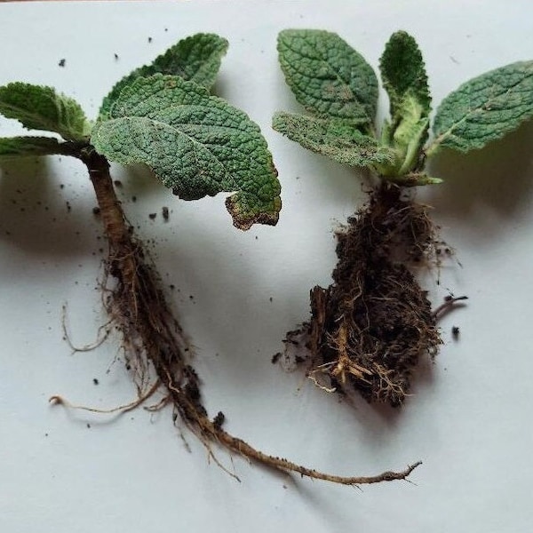 Mullein Plant - Etsy