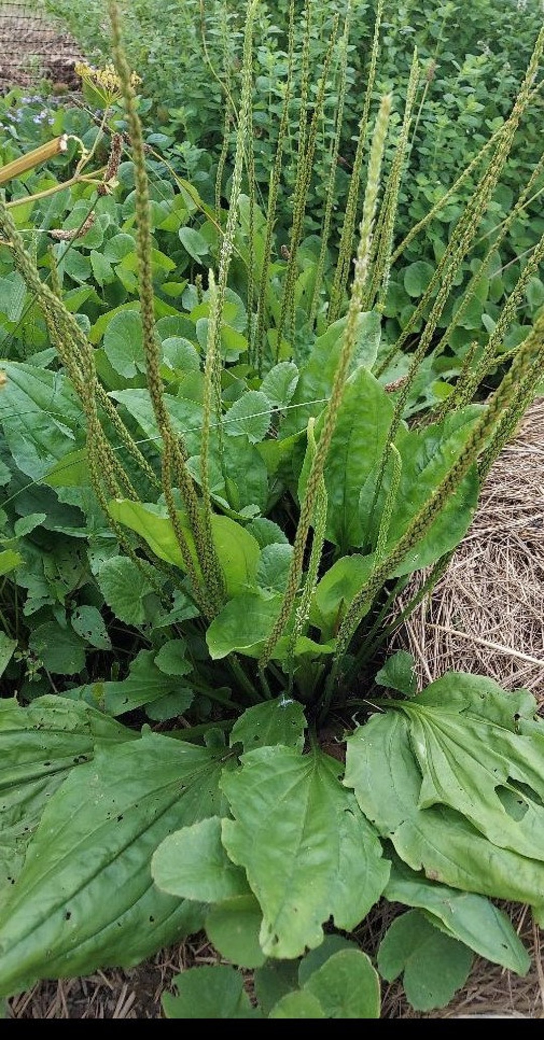 Broadleaf Plantain (plantago Major) Seeds, Organically Grown - Etsy