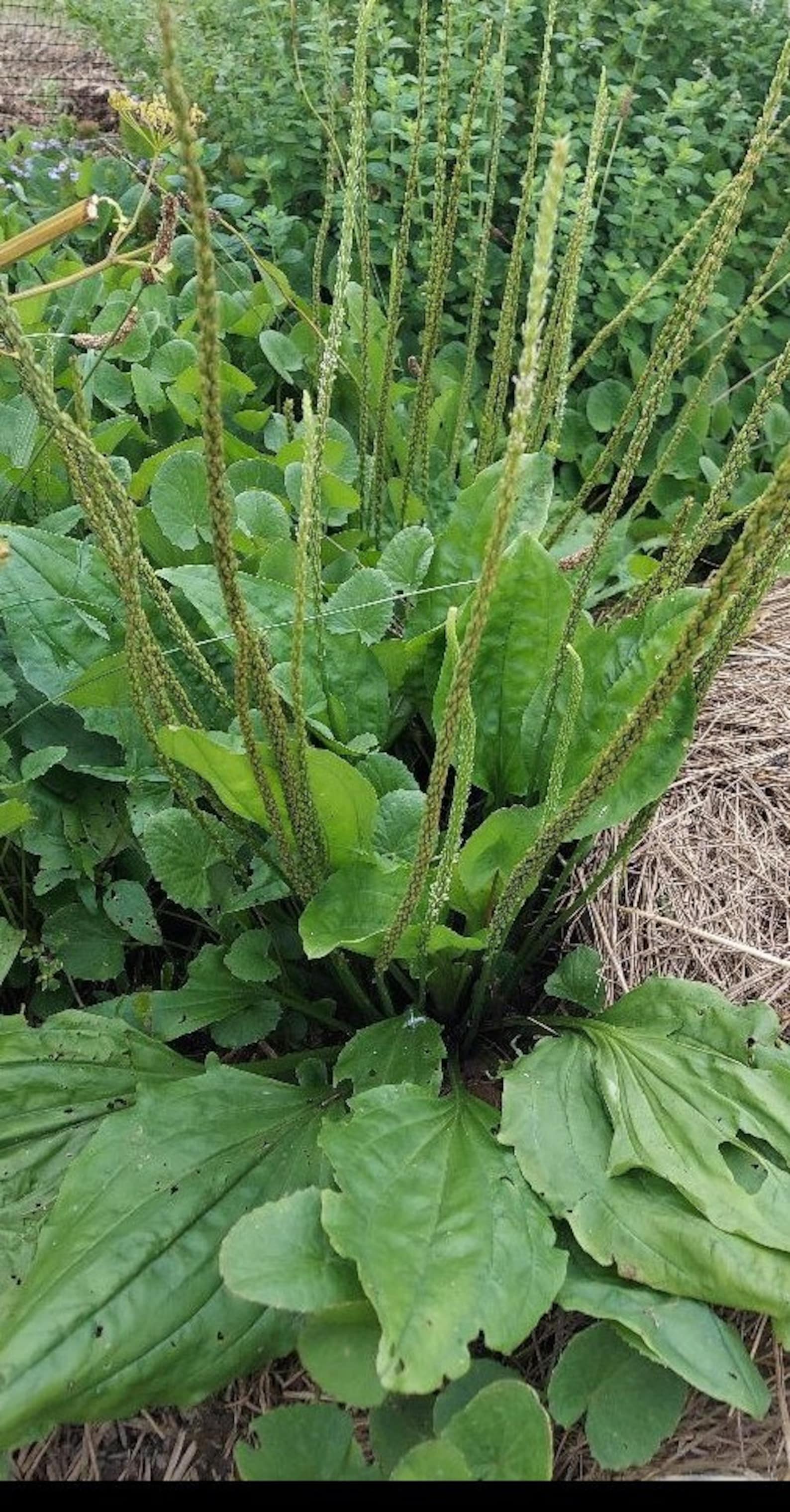 Broadleaf Plantain (plantago Major) Seeds, Organically Grown - Etsy