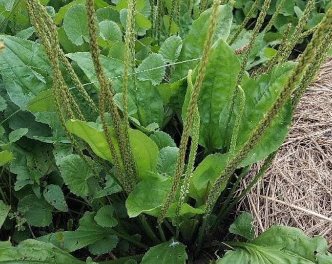 Broadleaf Plantain plantago Major Seeds, Organically Grown - Etsy