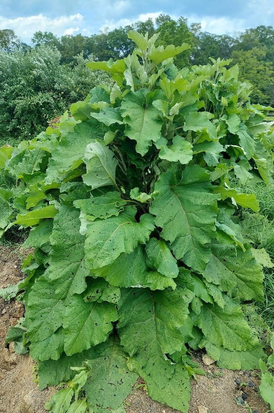 Burdock (arctium Lappa) Seeds From Organically Grown Plants - Etsy