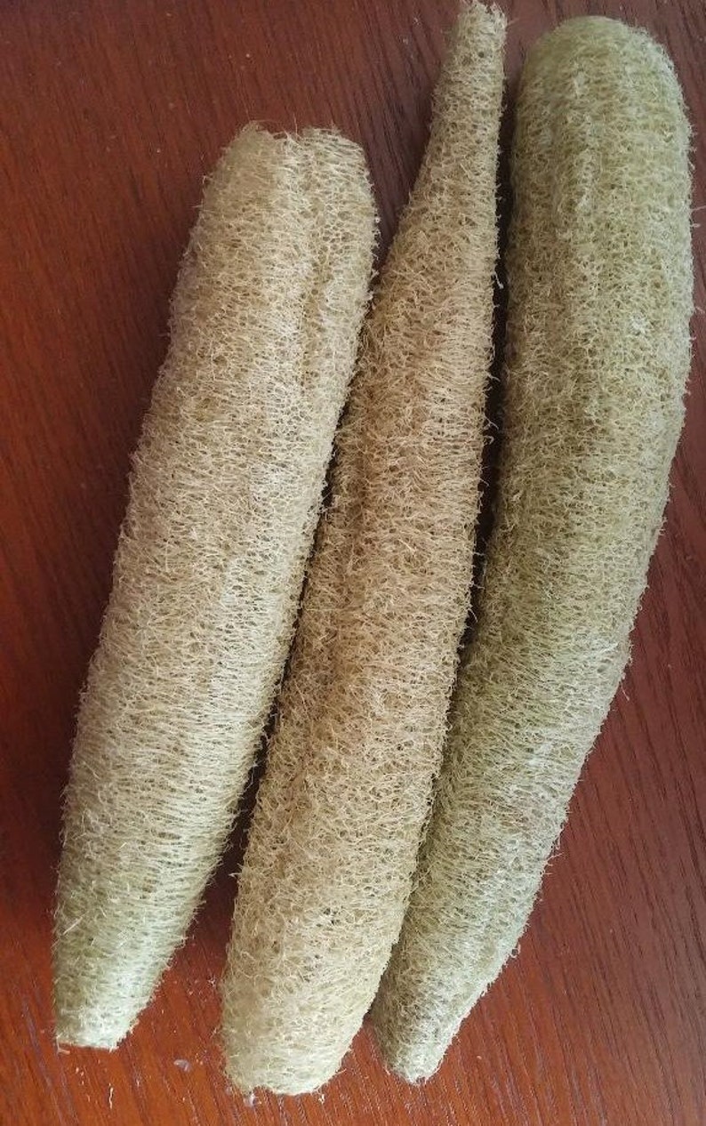 Luffa (luffa Cylindrica) Organic Seeds, Qty 25 -- Edible When Young and ...