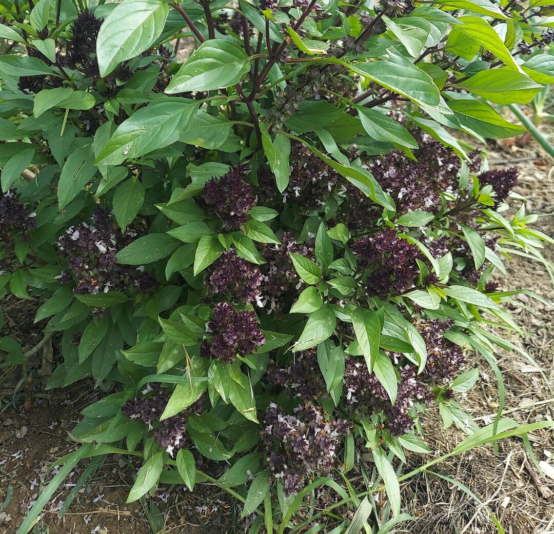 BASIL Trio: Thai Basil Queen of Siam And/or Lemon Basil And/or Black ...