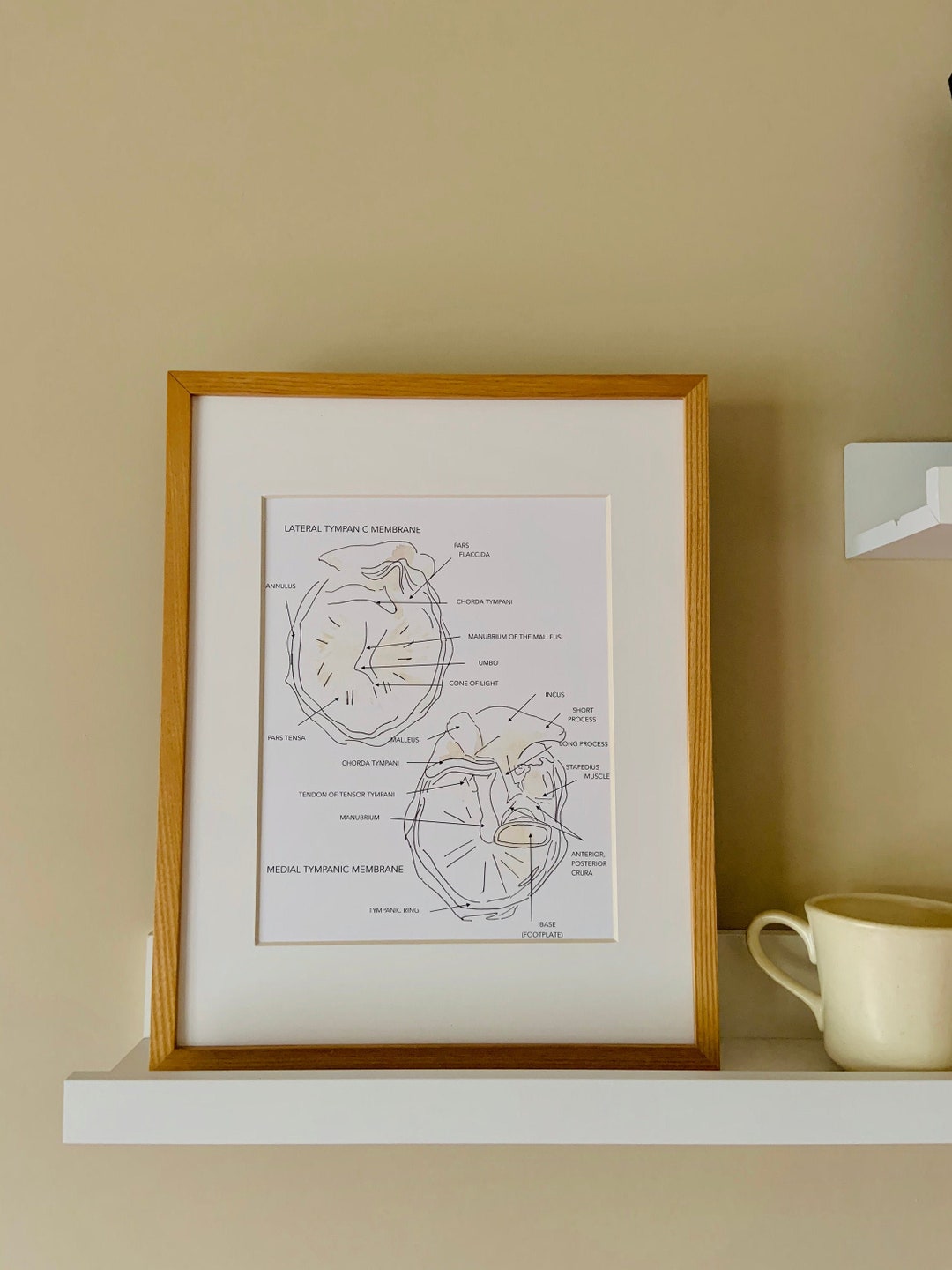 Set of 3 Ear Anatomy Prints Audiology ENT - Etsy