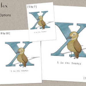 X is for Xenops - Alphabet Illustration Print, Nursery Art, Kid's Decor ...