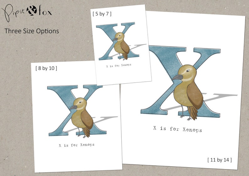 X is for Xenops Alphabet Illustration Print Nursery Art - Etsy