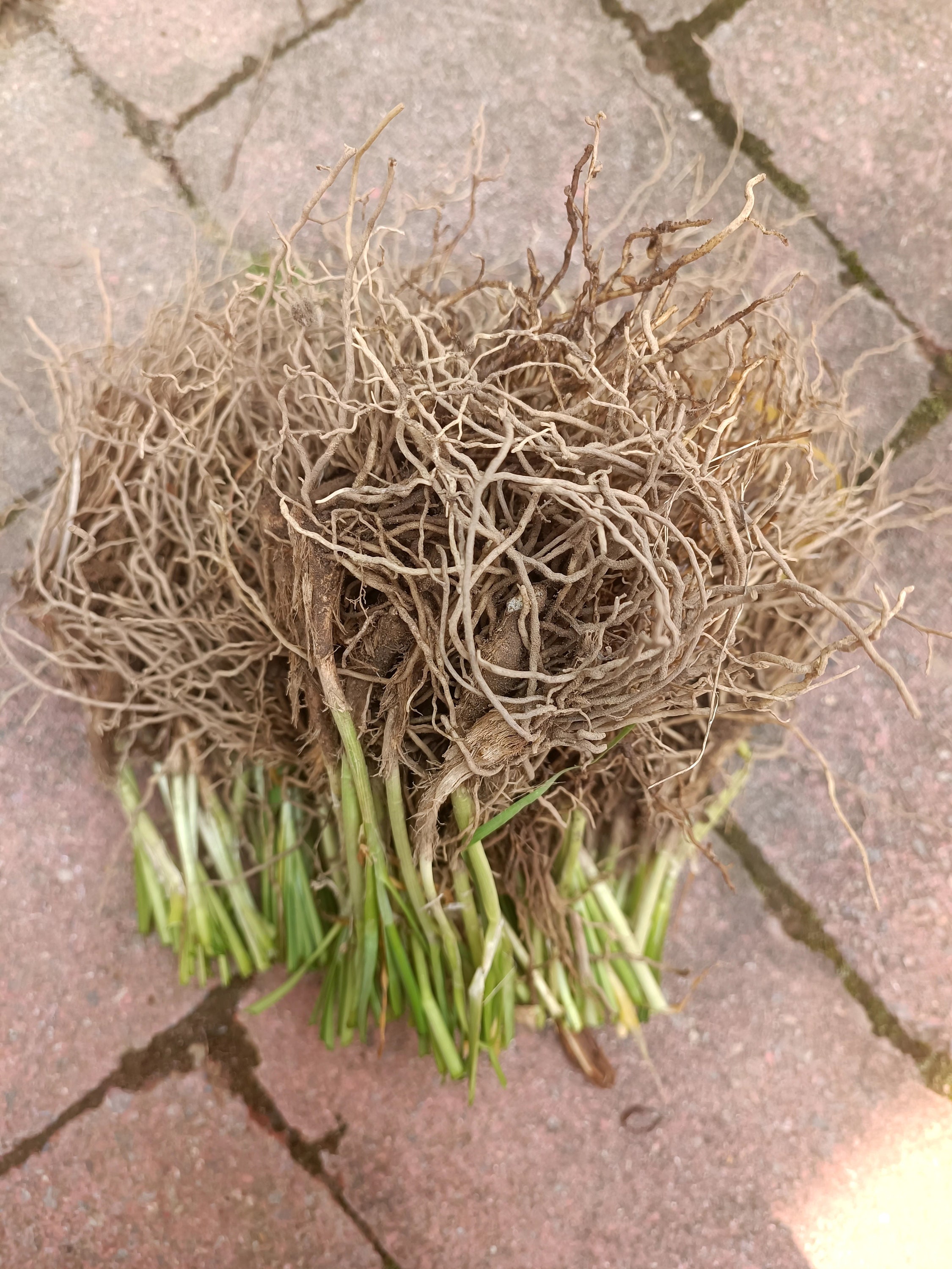 60 Bare Roots of Fresh Garlic Chives, Chinese Garlic Chives, Leek ...