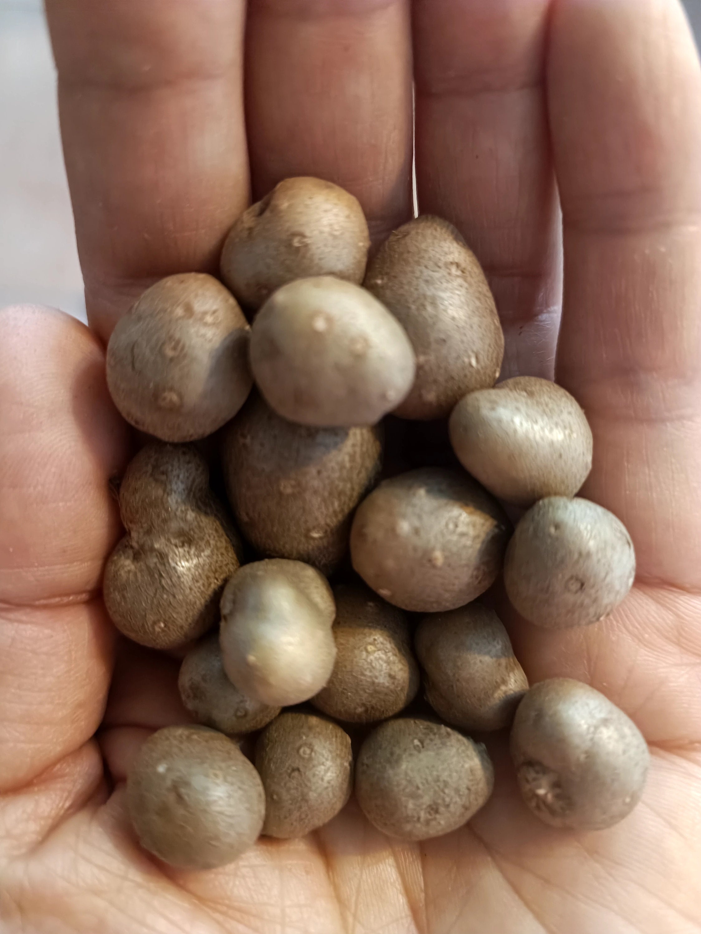 Chinese Wild Yam Bulbils (dioscorea Opposita)| Shan Yao | Air Tubers ...